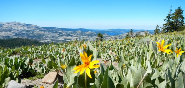 Ellis Peak - like being on top of the world - Lake Tahoe NewsLake Tahoe ...