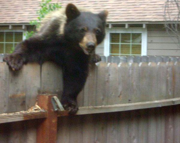Bears looking for easy backyard food - Lake Tahoe NewsLake Tahoe News