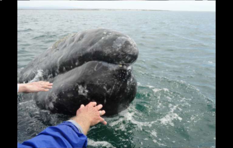 Whales play to the tune of human chorus - Lake Tahoe NewsLake Tahoe News