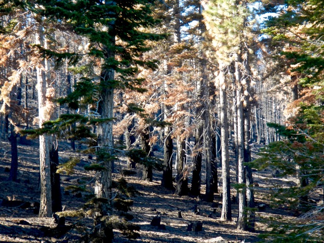 Emerald Fire aftermath plagues area residents - Lake Tahoe NewsLake ...