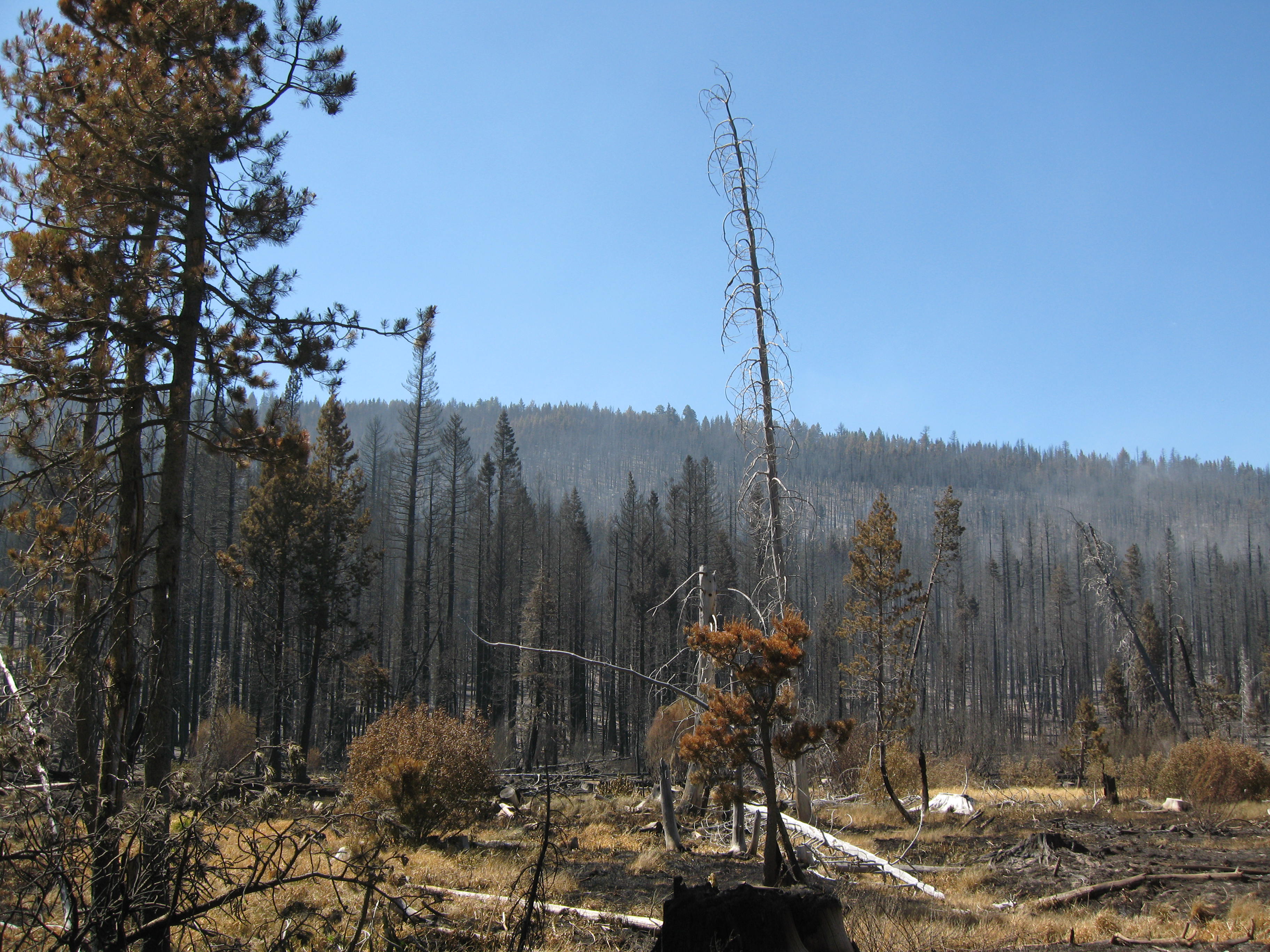 Angora Fire: A decade of healing and recovery - Lake Tahoe NewsLake ...