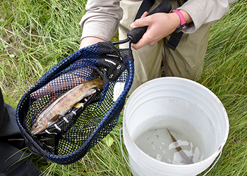 Paiute cutthroat trout return to native waters - Lake Tahoe NewsLake ...